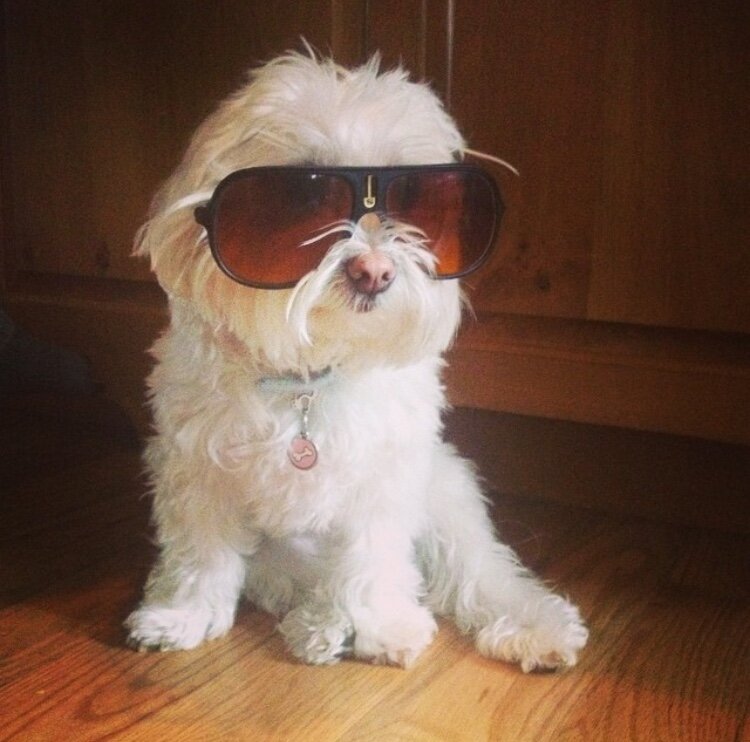 15 Dogs Who Don't Want Spring Break To End - The Dodo