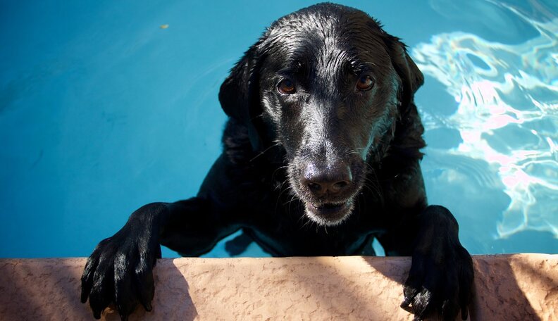 15 Dogs Who Don't Want Spring Break To End - The Dodo