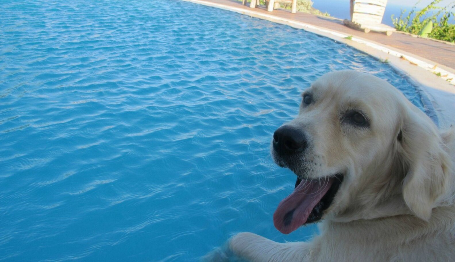 15 Dogs Who Don't Want Spring Break To End - The Dodo