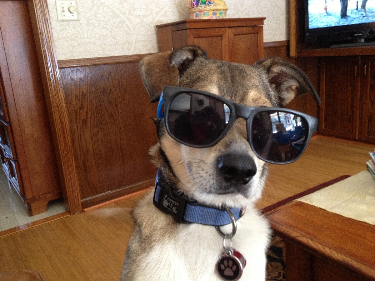 15 Dogs Who Don't Want Spring Break To End - The Dodo