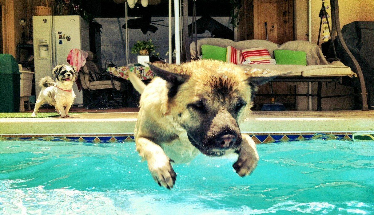 15 Dogs Who Don't Want Spring Break To End - The Dodo