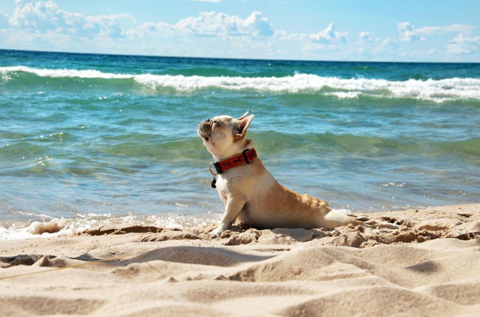15 Dogs Who Don't Want Spring Break To End - The Dodo
