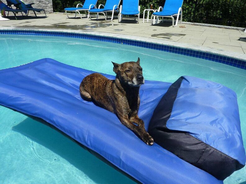 15 Dogs Who Don't Want Spring Break To End - The Dodo