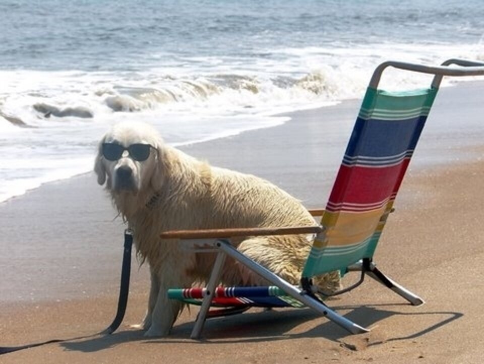 15 Dogs Who Don't Want Spring Break To End - The Dodo