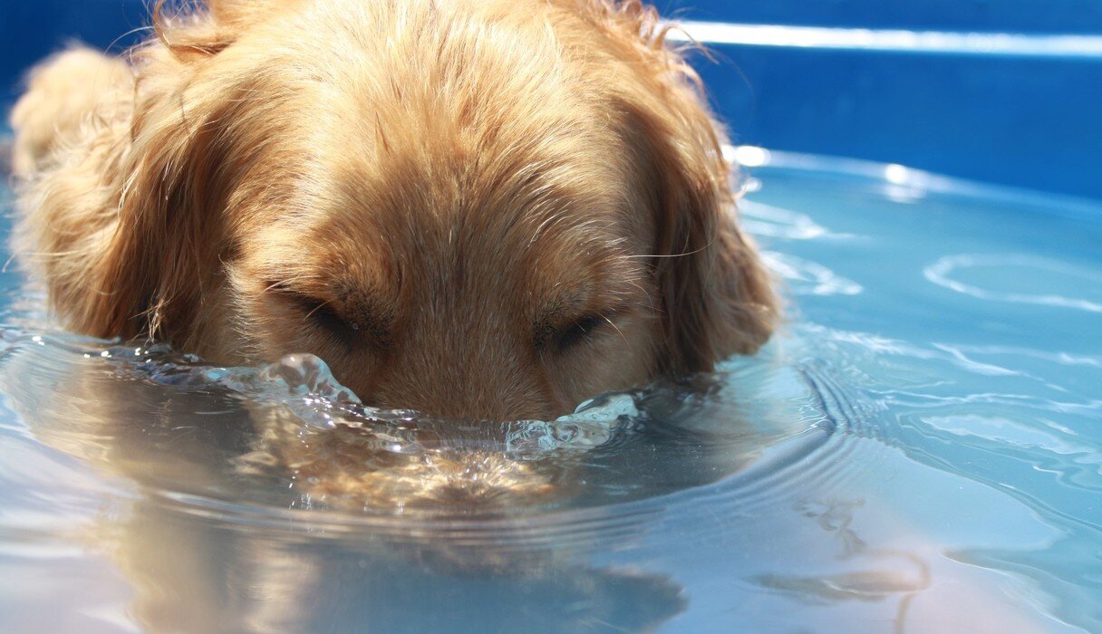 15 Dogs Who Don't Want Spring Break To End - The Dodo