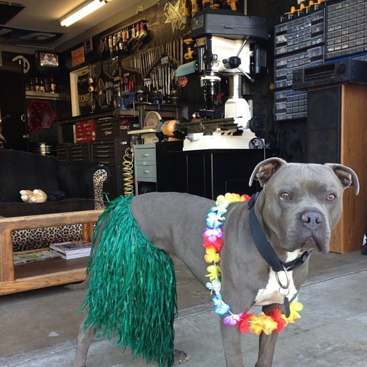 15 Dogs Who Don't Want Spring Break To End - The Dodo