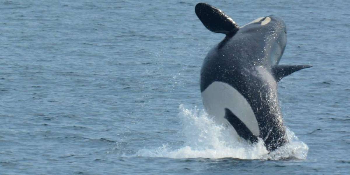 Dead Orca Yields Yet Another Blow To The Southern Resident Community ...