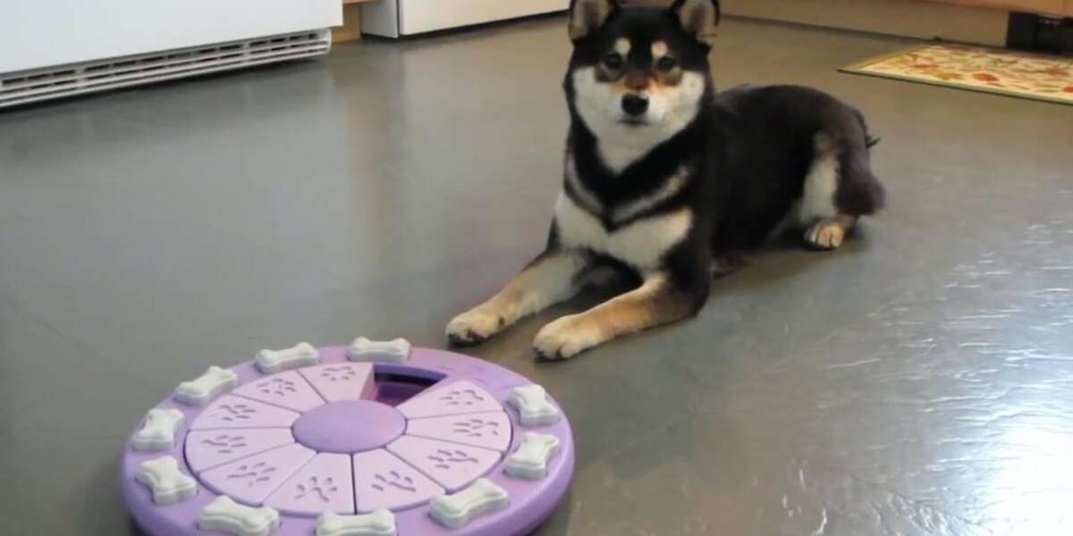 Keep Your Smart Dog Busy With These Cool Inventions - The Dodo