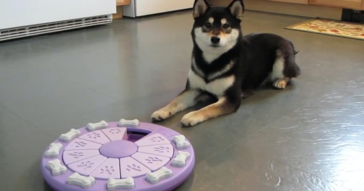 Keep Your Smart Dog Busy With These Cool Inventions - The Dodo