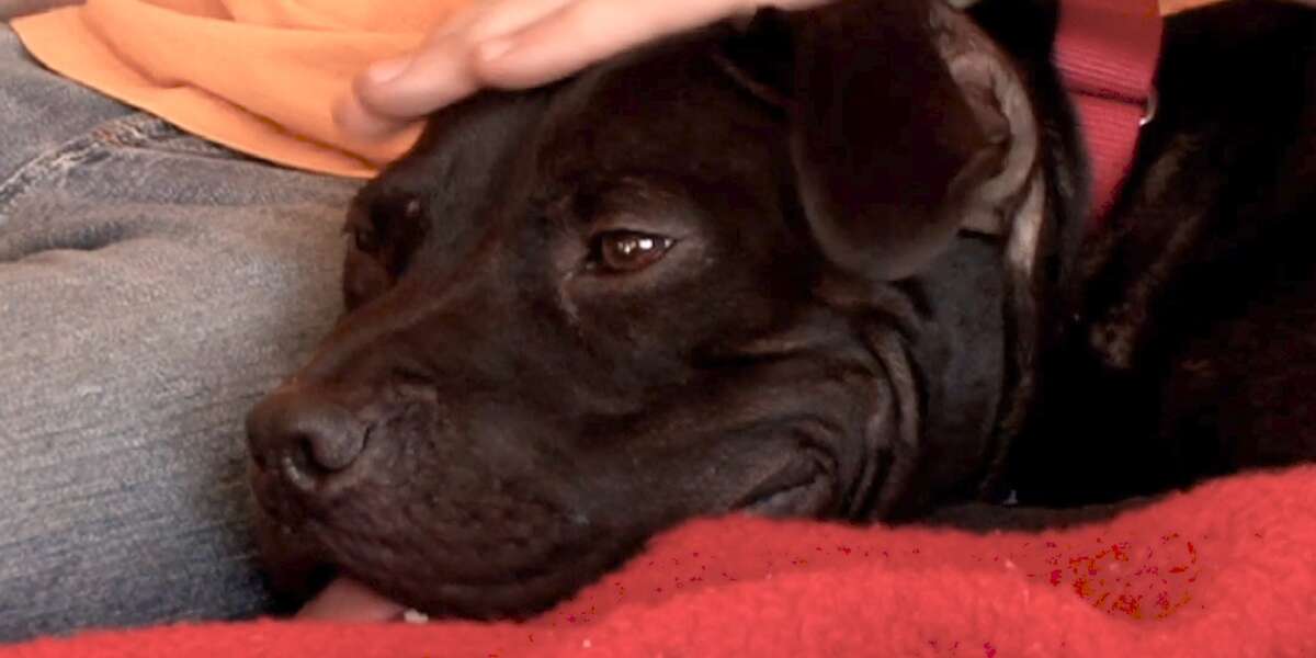 Pit Bull Saved From Dogfighting Finally Has A Family Who Loves Him ...