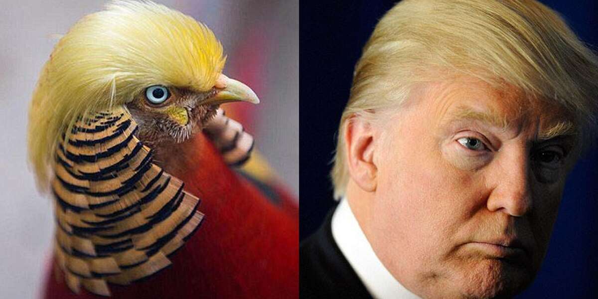 People Are Saying This Bird Is Trump's Hair Twin - The Dodo