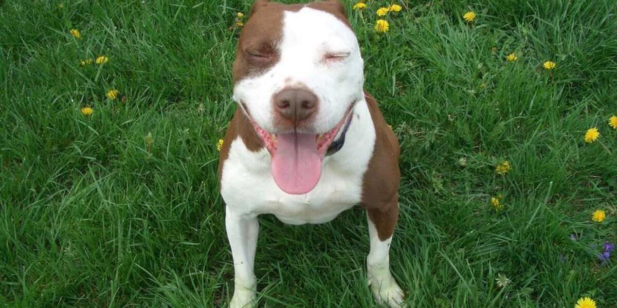 'Shelter Dogs Are Dangerous' Story Gets Best Possible Response - The Dodo