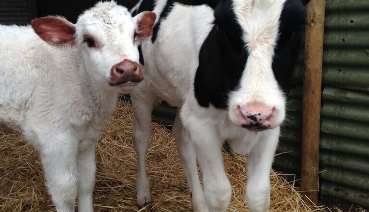 Blind Calf Finds A Best Friend And Follows Her Everywhere - The Dodo