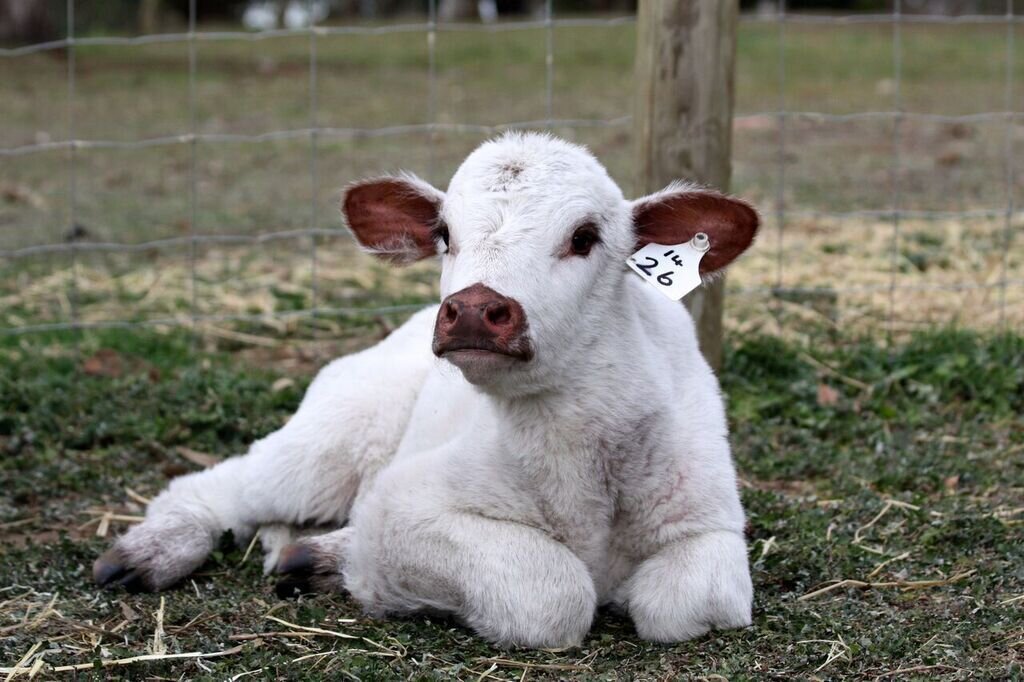 Blind Calf Finds A Best Friend And Follows Her Everywhere - The Dodo