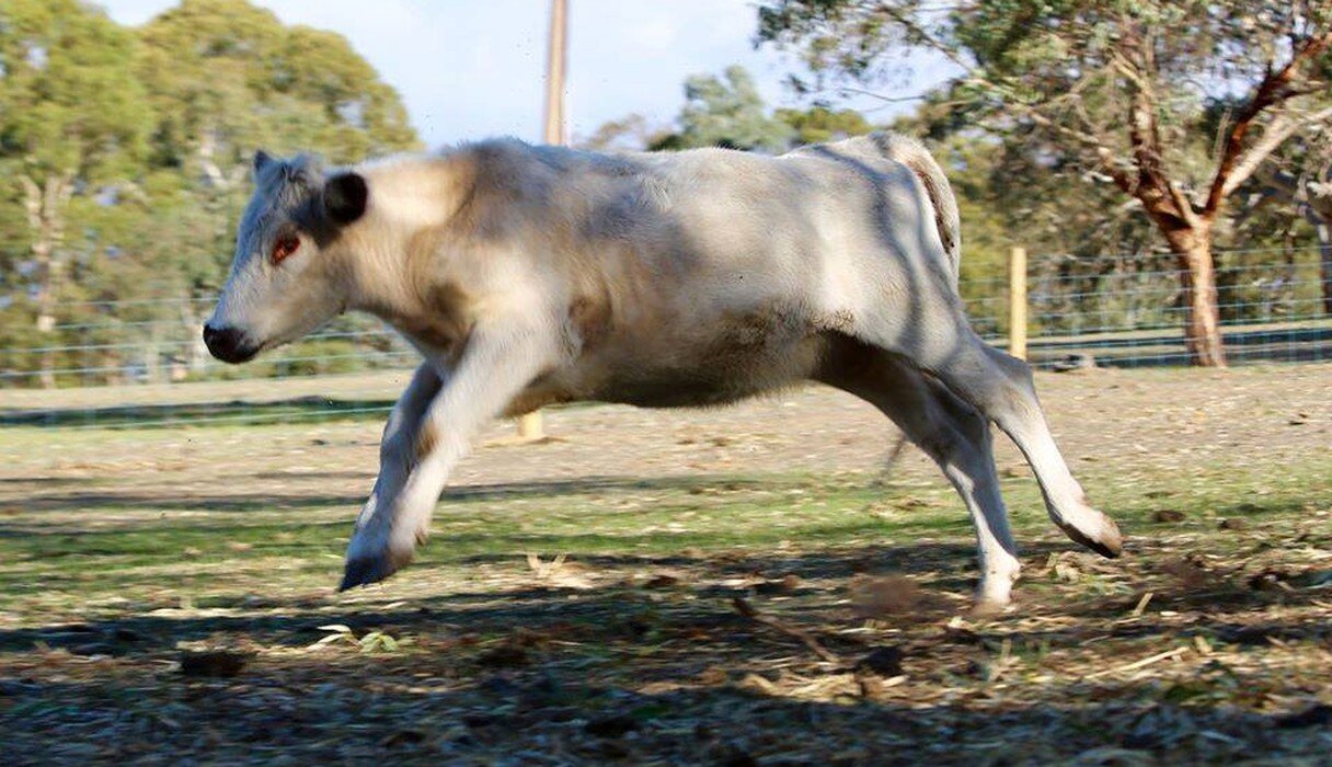 Blind Calf Finds A Best Friend And Follows Her Everywhere - The Dodo