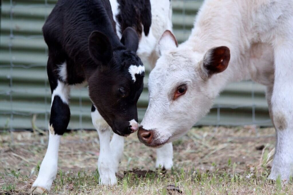 Blind Calf Finds A Best Friend And Follows Her Everywhere - The Dodo