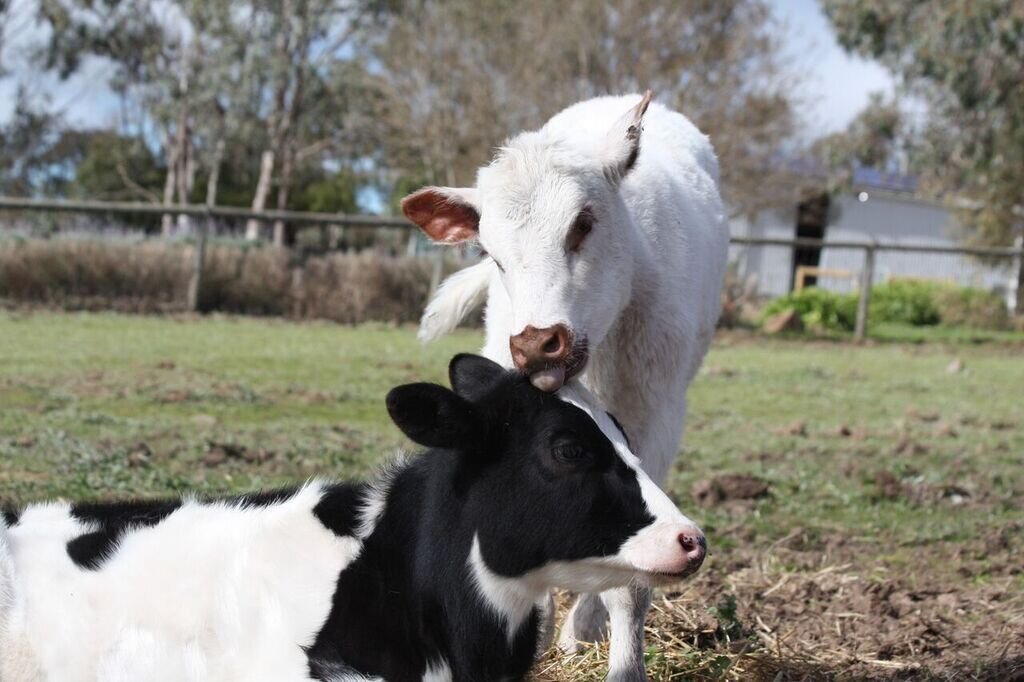 Blind Calf Finds A Best Friend And Follows Her Everywhere - The Dodo