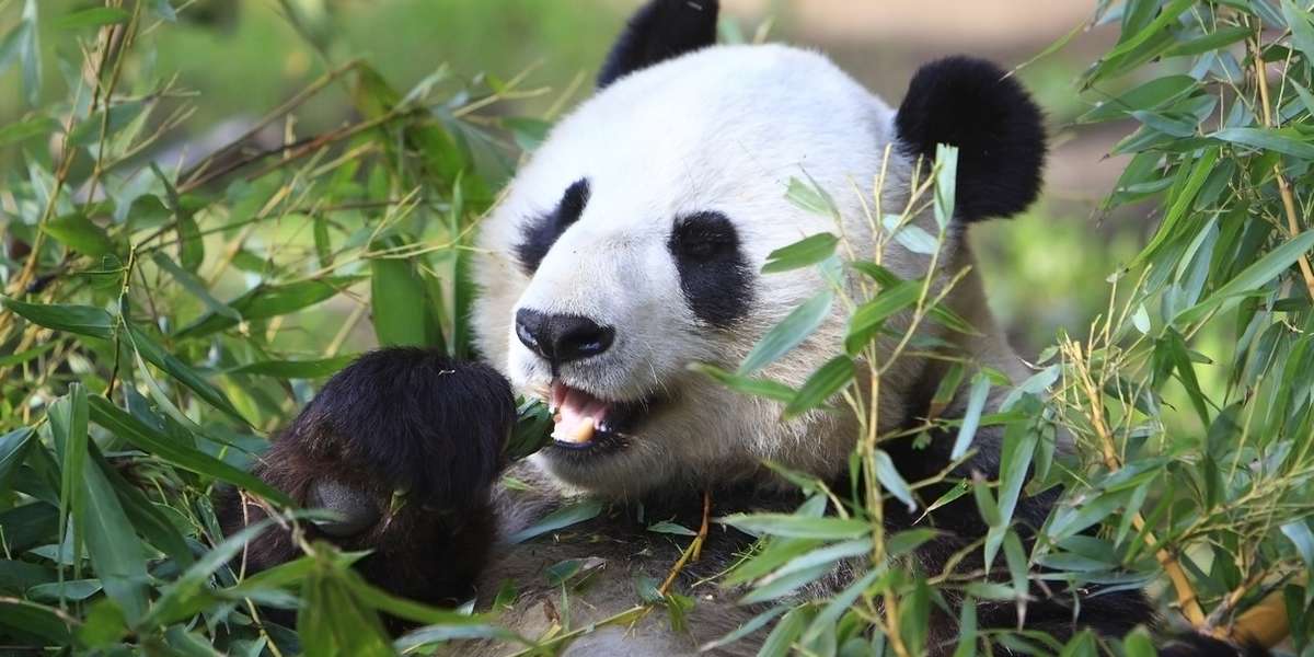Saving Pandas Will Save The World - The Dodo