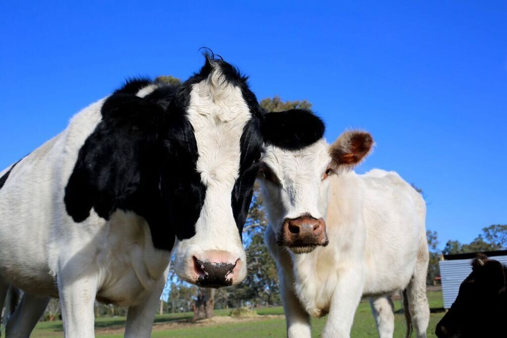 Blind Calf Finds A Best Friend And Follows Her Everywhere - The Dodo