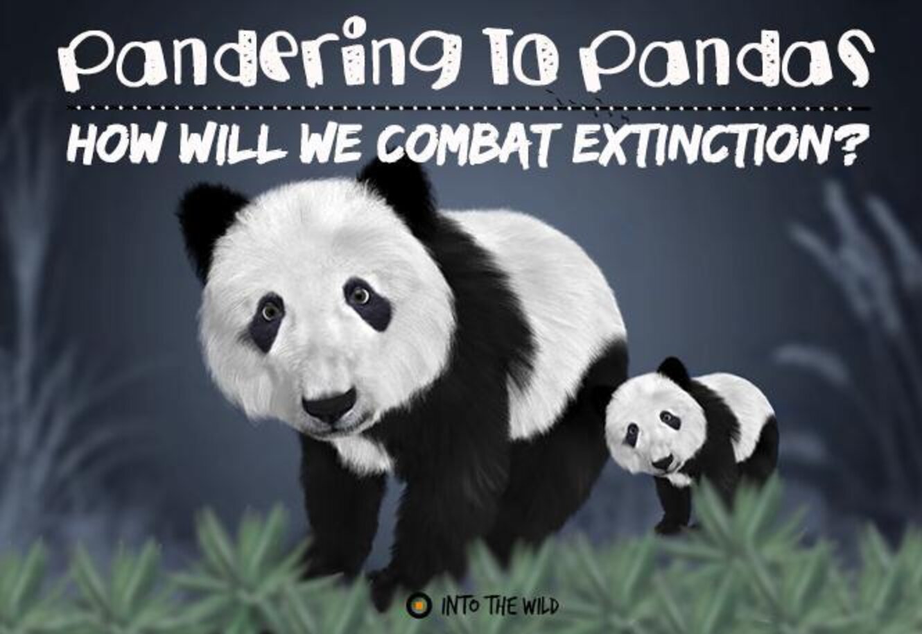 Saving Pandas Will Save The World - The Dodo