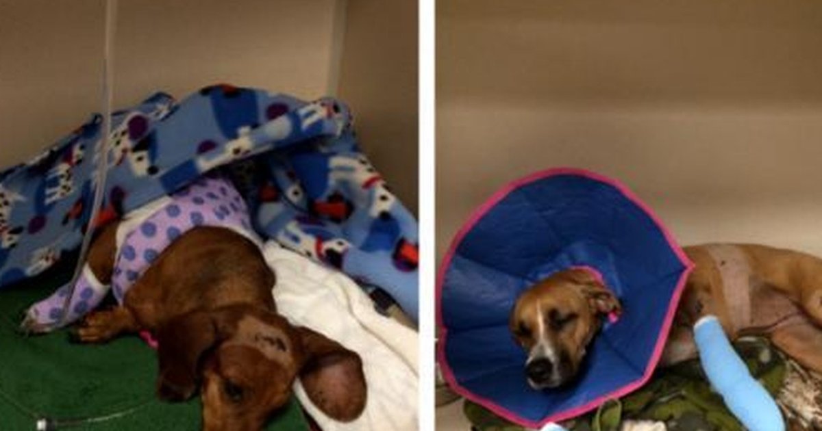 Miracle Dogs Survive Car Crash That Killed Their Mom - The Dodo