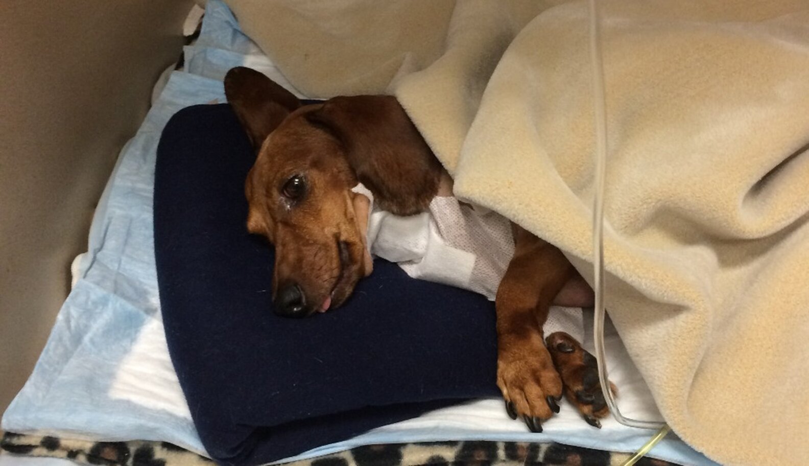 Miracle Dogs Survive Car Crash That Killed Their Mom - The Dodo