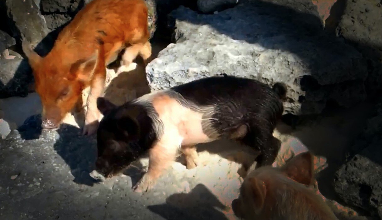 Pigs Dancing - The Dodo