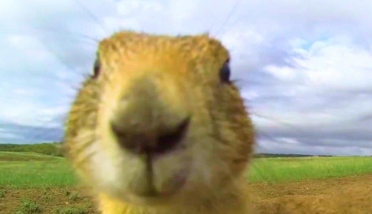 Prairie Dogs Talking Video - The Dodo