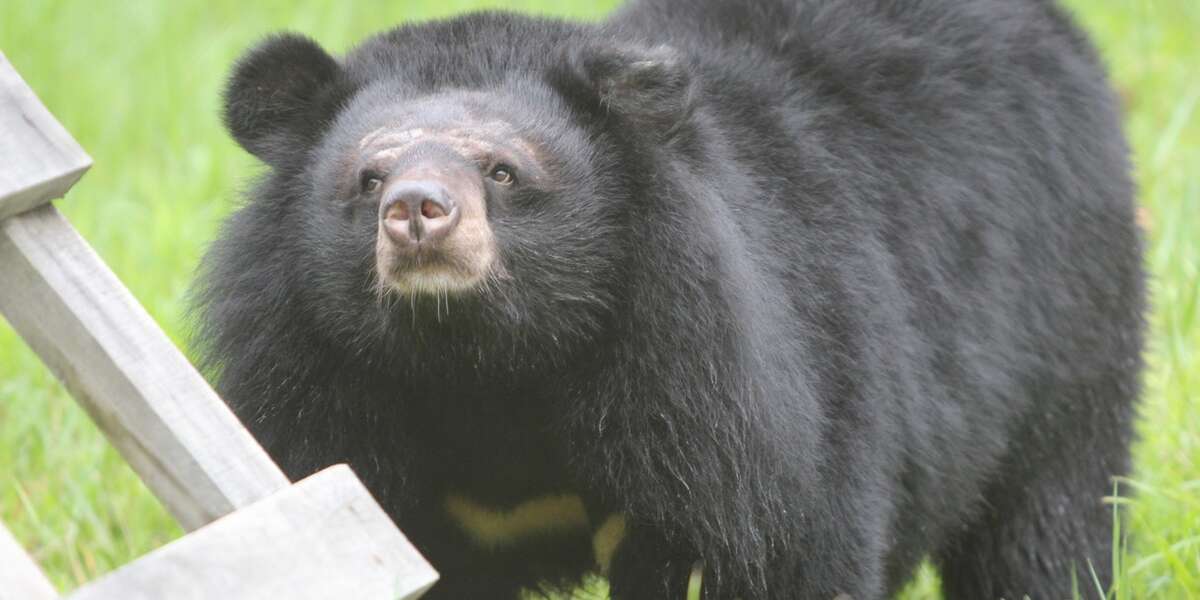 Moon Bear Monday: Individuality Is The Spice Of Life - The Dodo