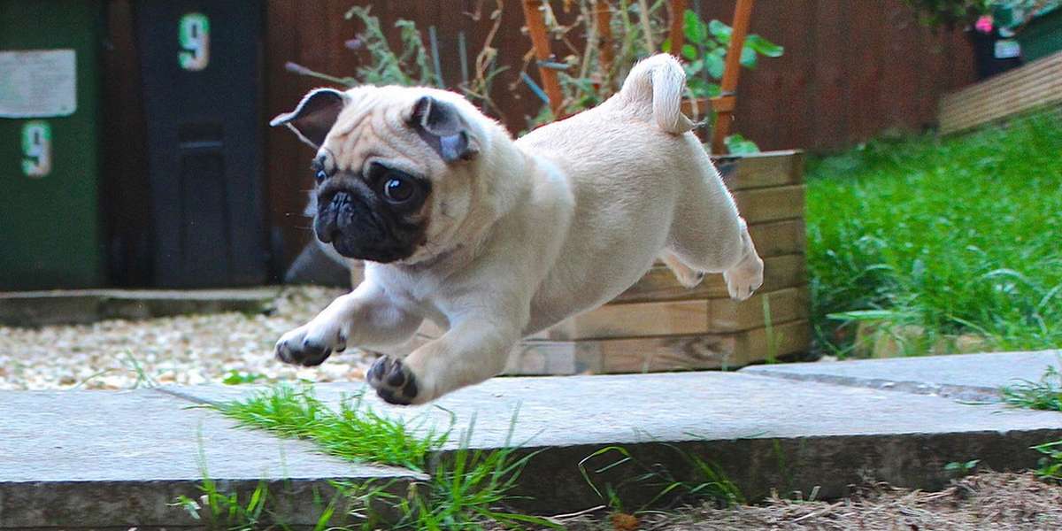 Perfectly Timed Photos Of Magically Levitating Dogs - The Dodo