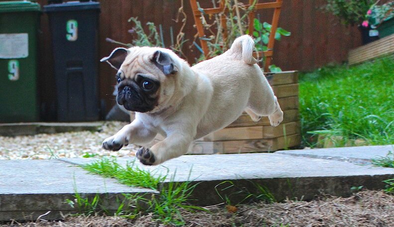 Perfectly Timed Photos Of Magically Levitating Dogs - The Dodo