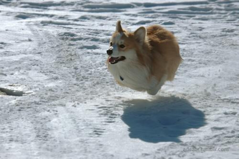 Perfectly Timed Photos Of Magically Levitating Dogs - The Dodo