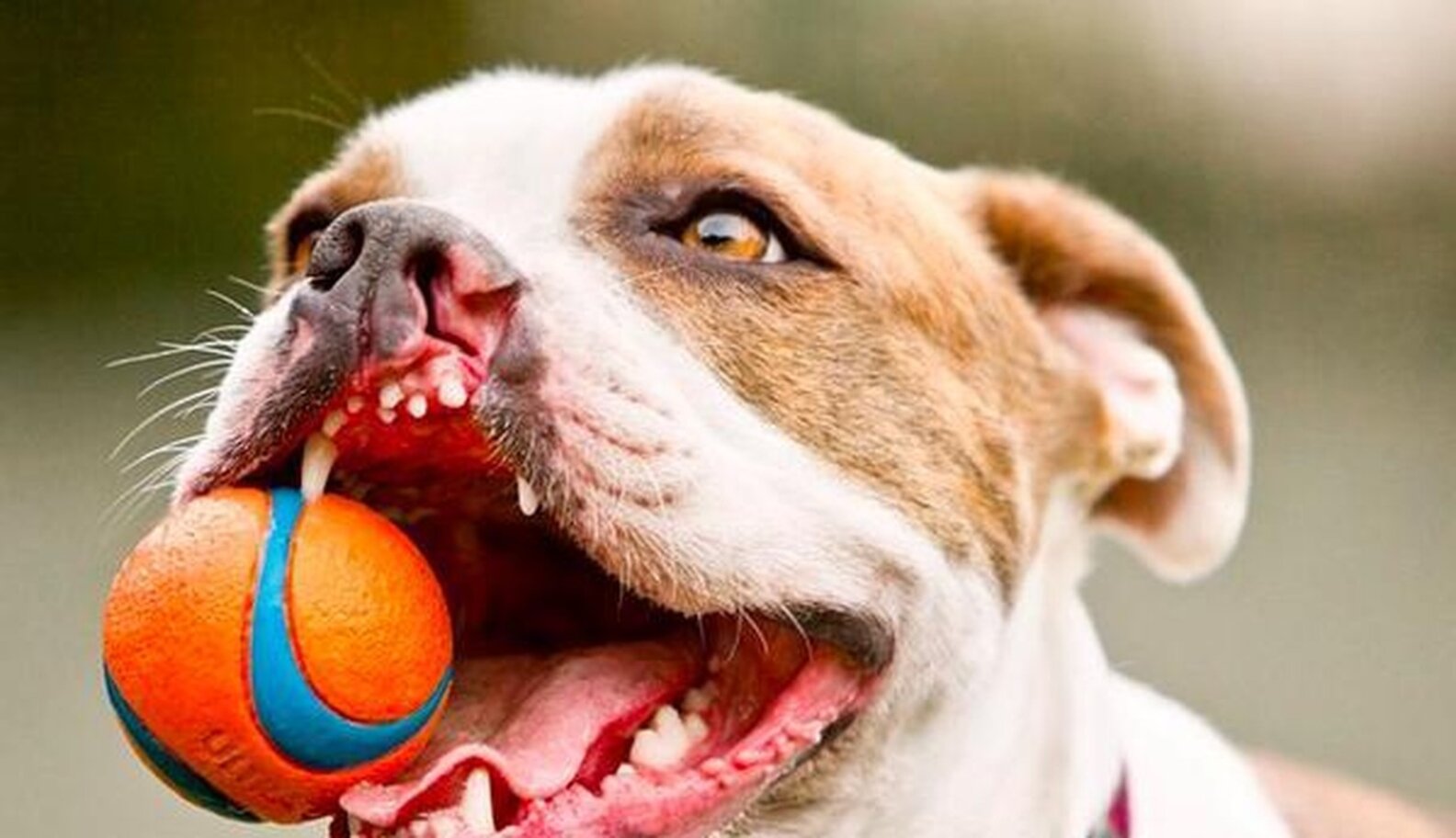 Bouncy Boxer With A Cleft Lip Knows The Secrets To A Joyful Life - The Dodo