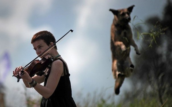 Perfectly Timed Photos Of Magically Levitating Dogs - The Dodo