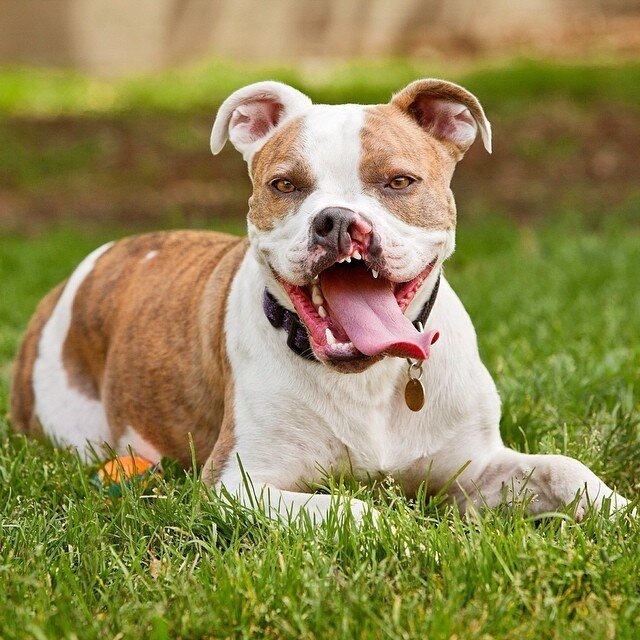 Bouncy Boxer With A Cleft Lip Knows The Secrets To A Joyful Life - The Dodo