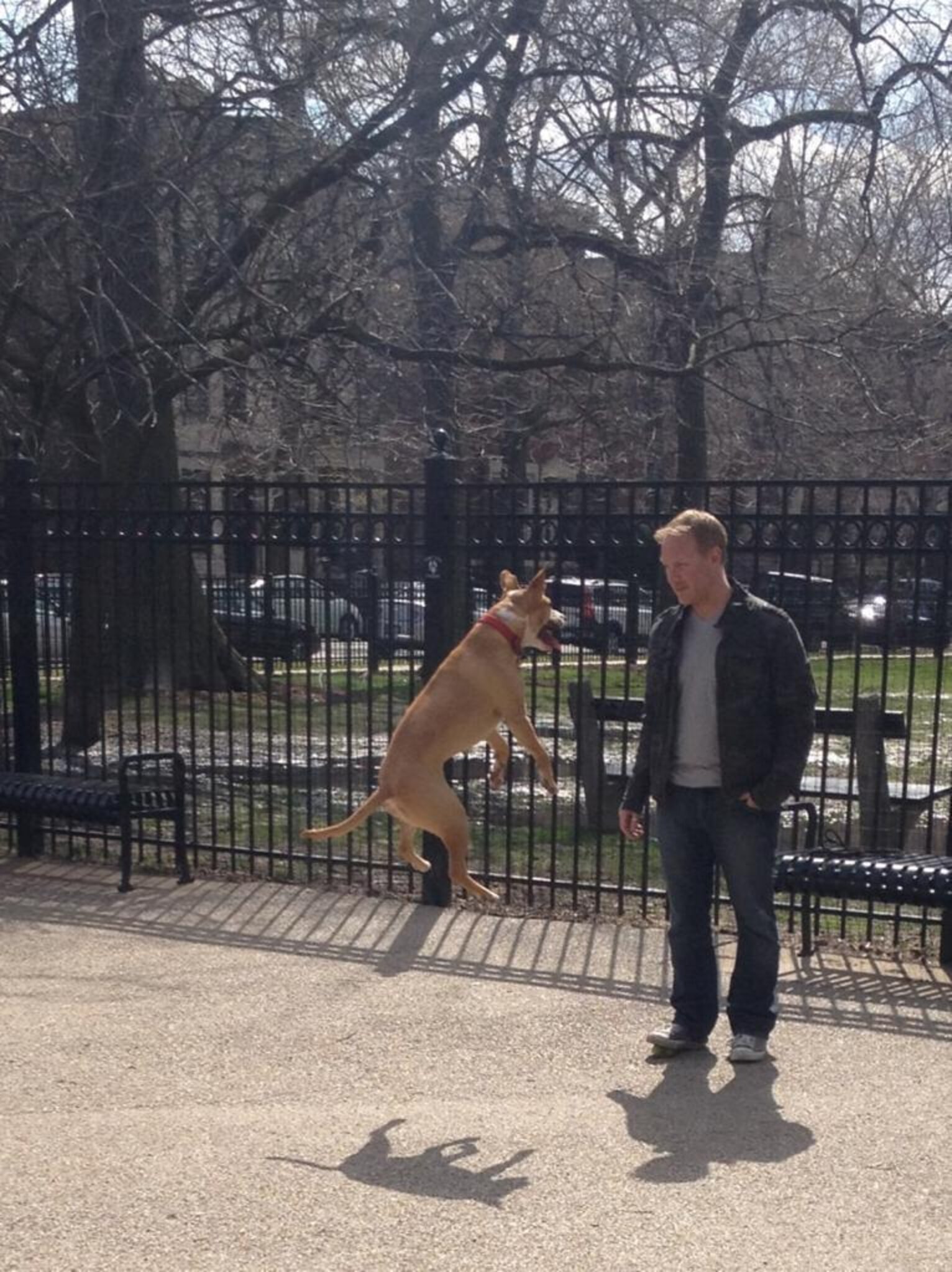 Perfectly Timed Photos Of Magically Levitating Dogs - The Dodo