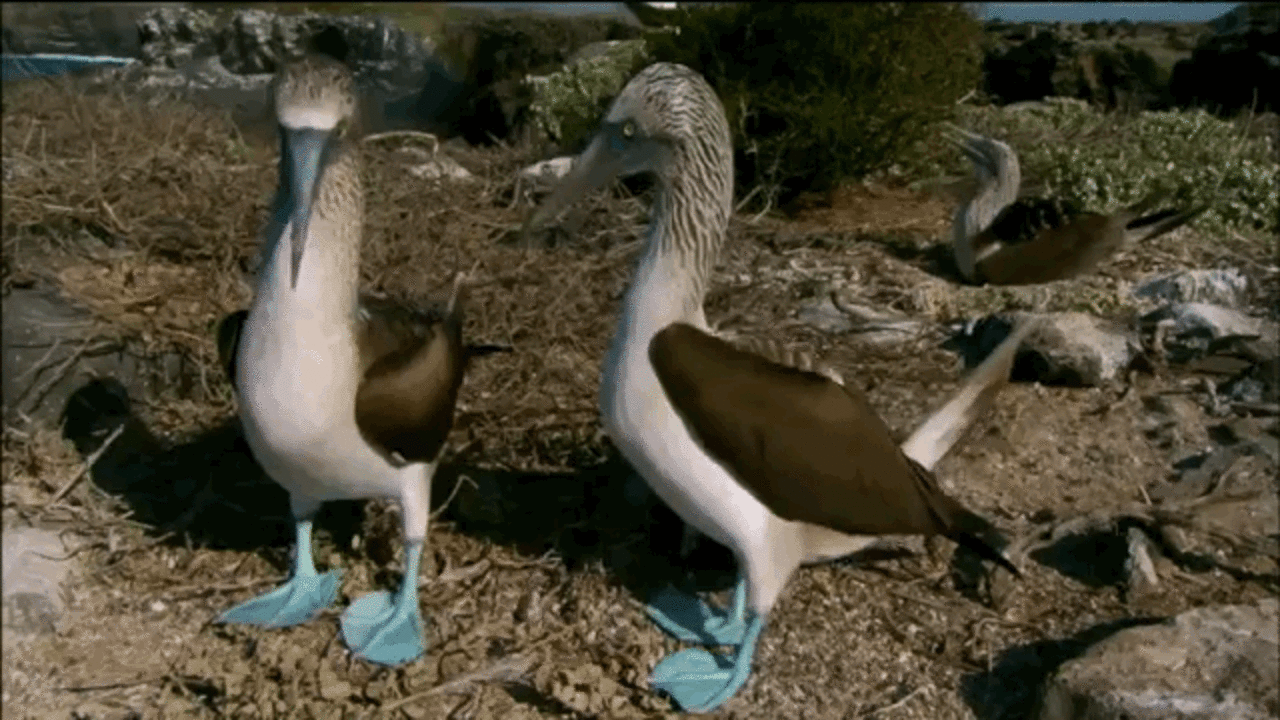 Wild Courtship: Watch Animals Attract Their Valentines - The Dodo
