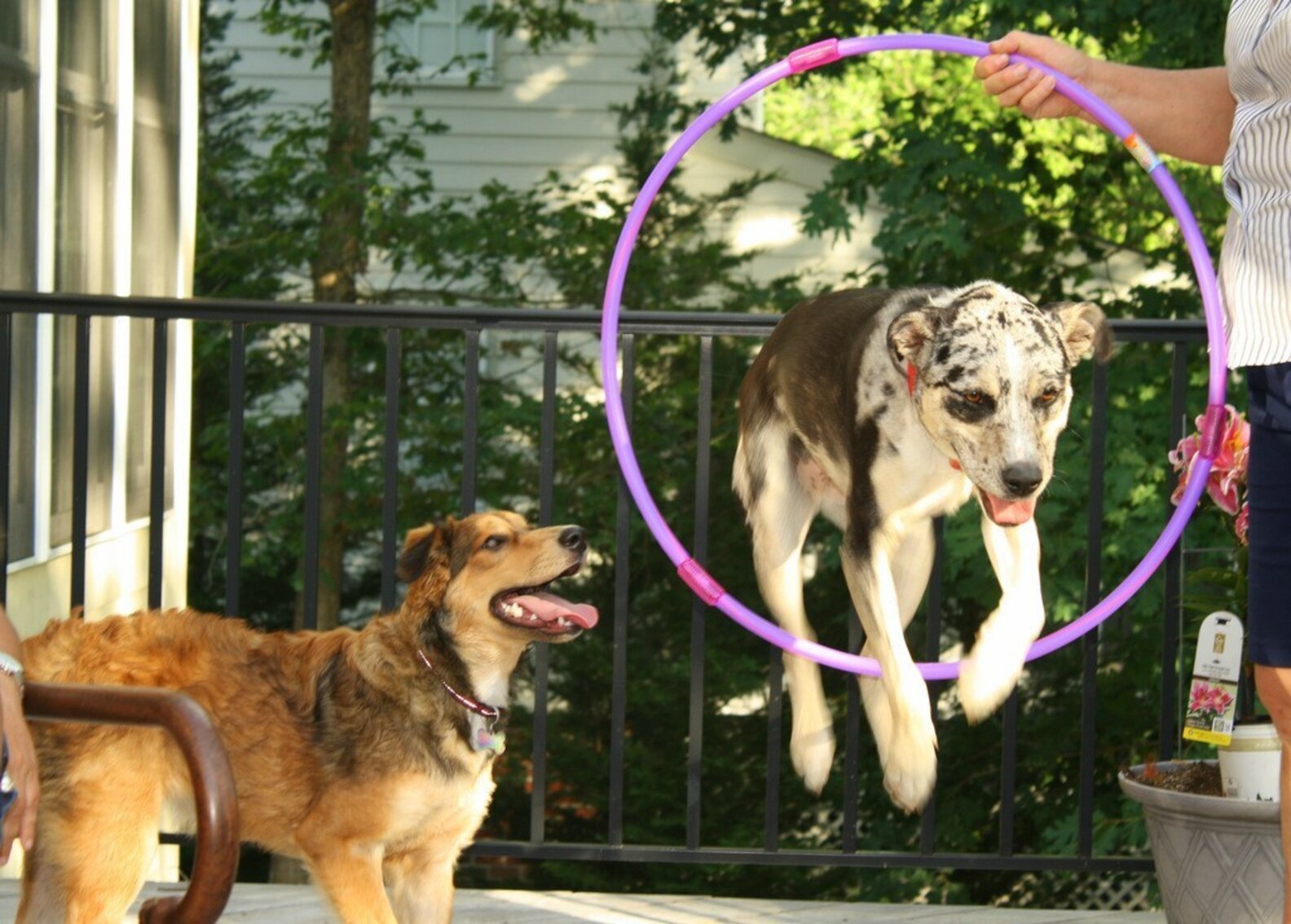 Perfectly Timed Photos Of Magically Levitating Dogs - The Dodo
