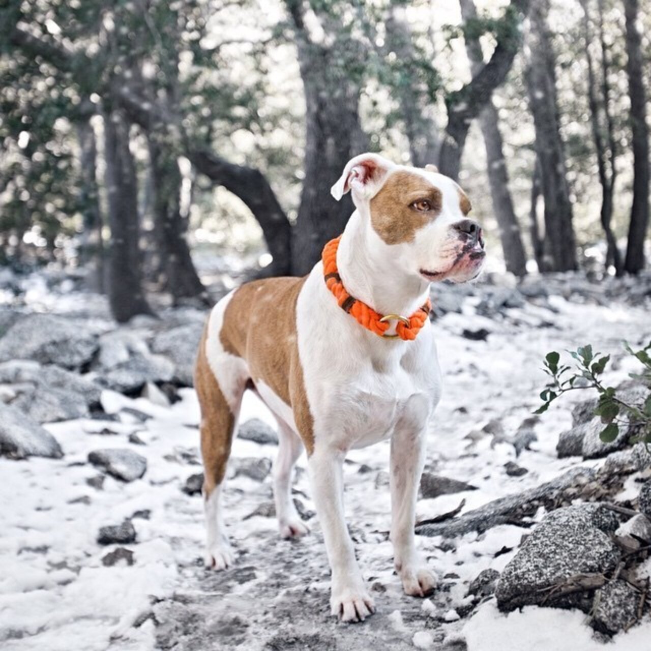 Bouncy Boxer With A Cleft Lip Knows The Secrets To A Joyful Life - The Dodo