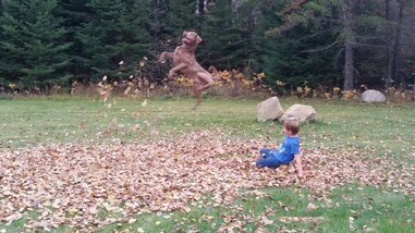 Perfectly Timed Photos Of Magically Levitating Dogs - The Dodo