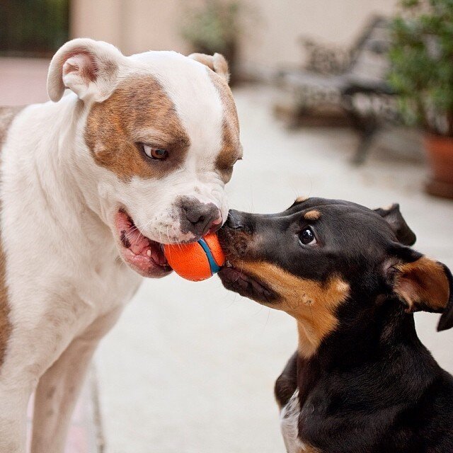 Bouncy Boxer With A Cleft Lip Knows The Secrets To A Joyful Life - The Dodo