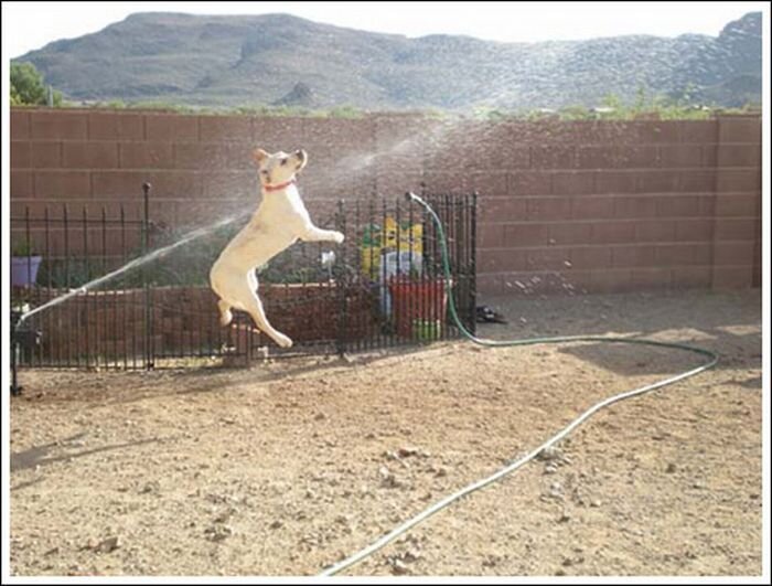 Perfectly Timed Photos Of Magically Levitating Dogs - The Dodo