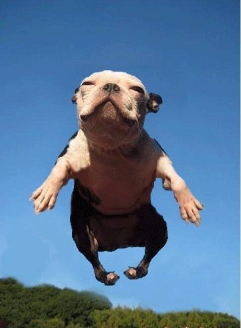Perfectly Timed Photos Of Magically Levitating Dogs - The Dodo