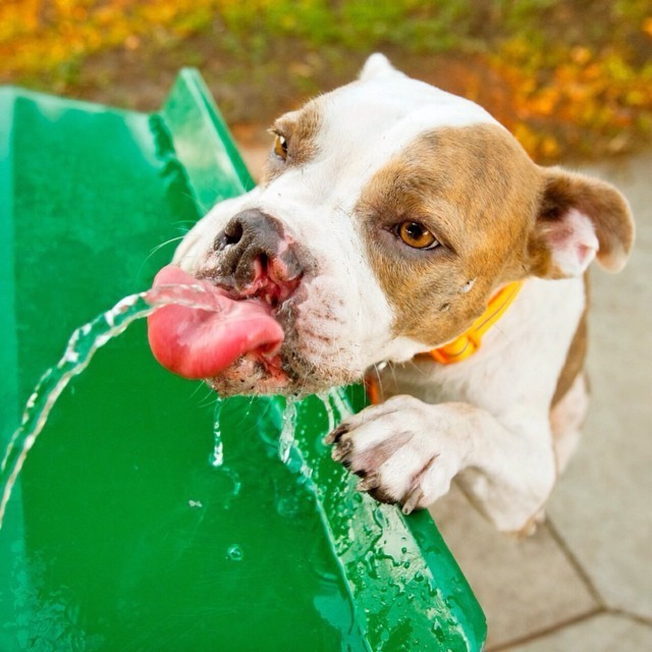 Bouncy Boxer With A Cleft Lip Knows The Secrets To A Joyful Life - The Dodo