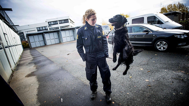 Perfectly Timed Photos Of Magically Levitating Dogs - The Dodo