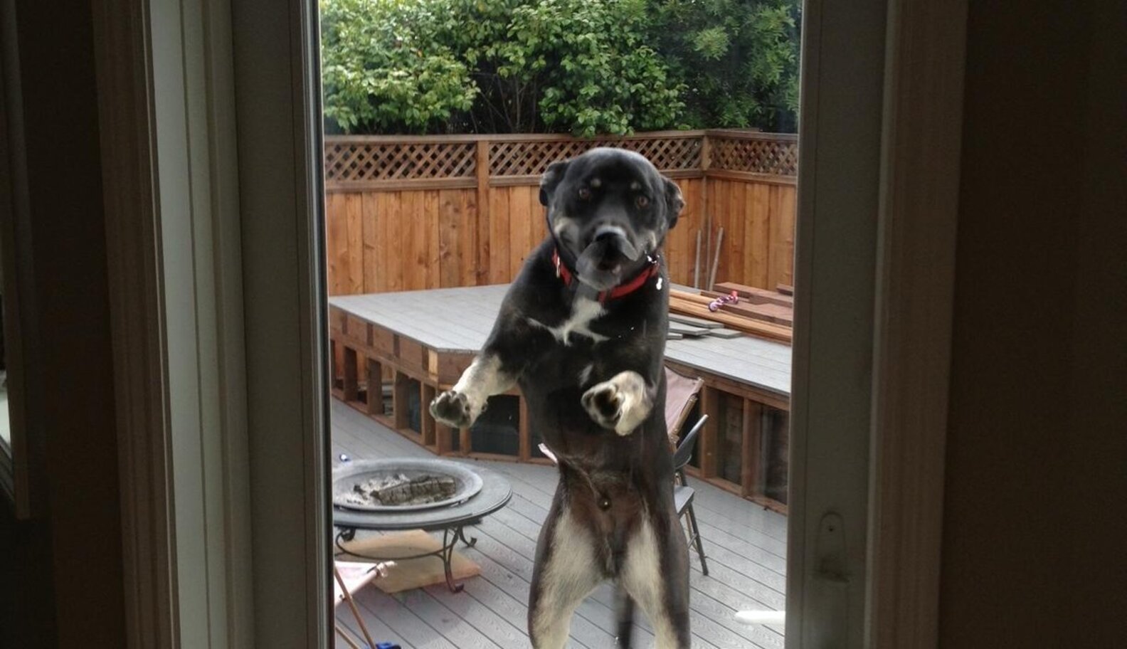 Perfectly Timed Photos Of Magically Levitating Dogs - The Dodo