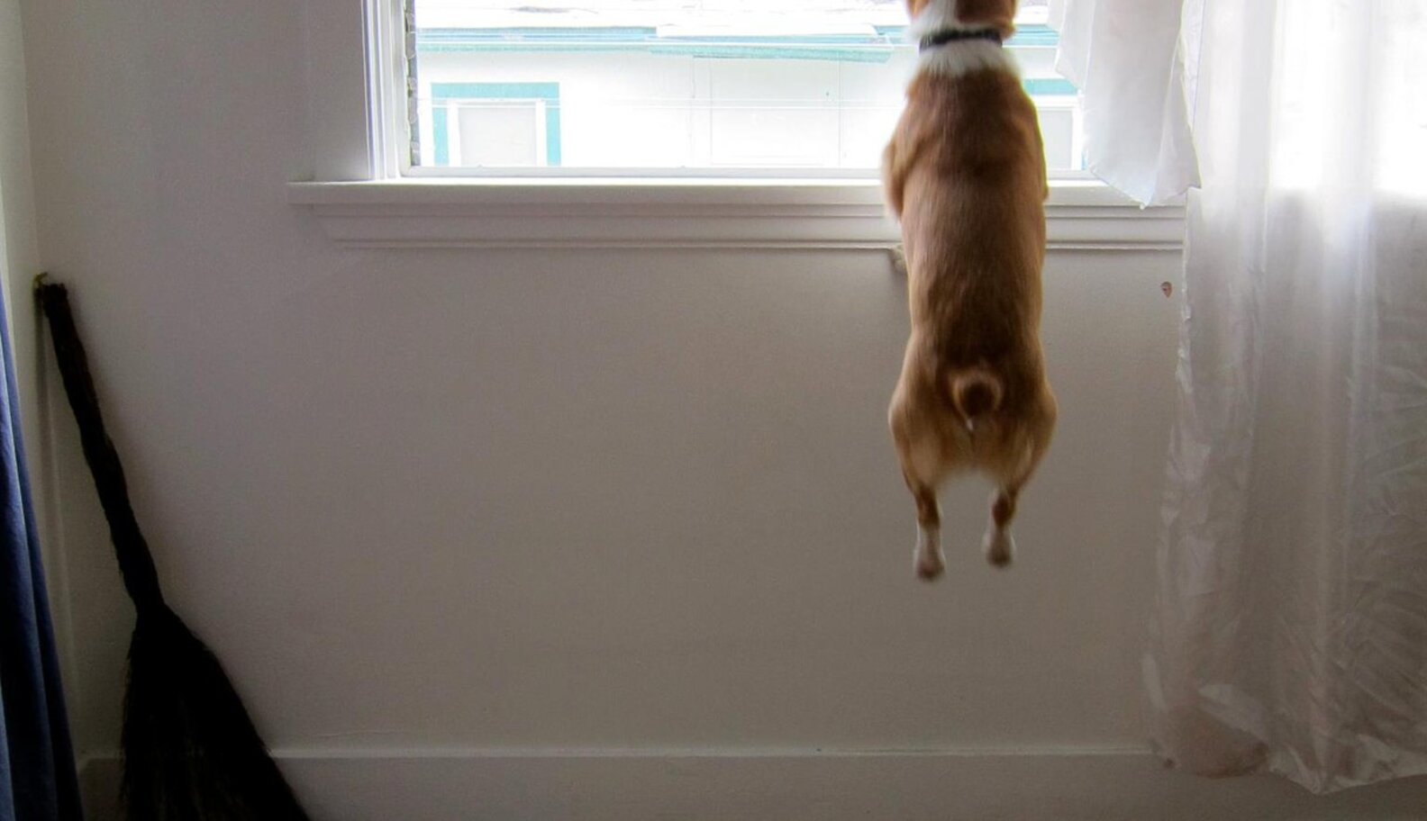Perfectly Timed Photos Of Magically Levitating Dogs - The Dodo