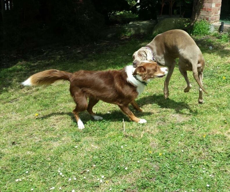 Perfectly Timed Photos Of Magically Levitating Dogs - The Dodo