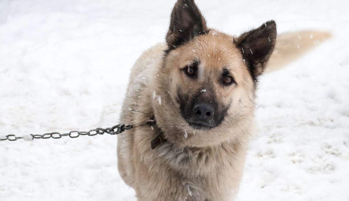 What To Do If You See A Dog Tied Up