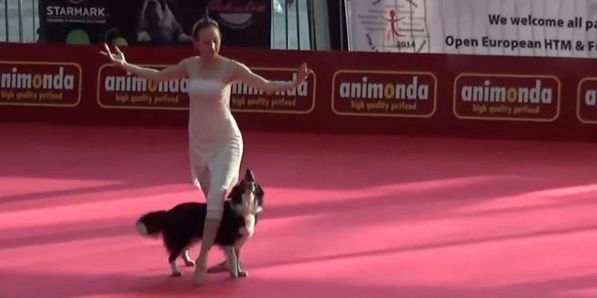 Dog Performs A Magical Dance Routine With Her Human - The Dodo